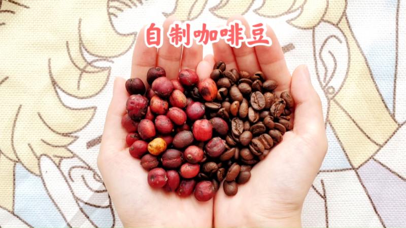 #自制美食#等待4个月,耗时10天,我终于做出了咖啡豆!