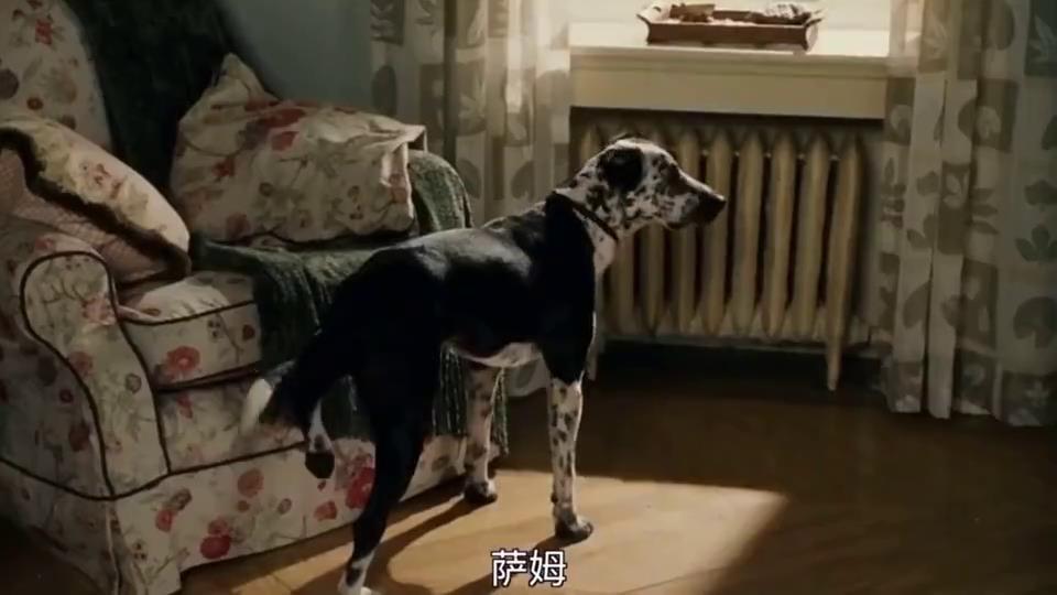 男主获得超能力,教狗狗用马桶上厕所,戏耍抢了自己工作的同事