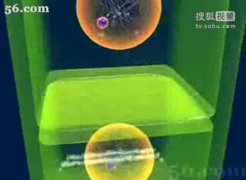 植物细胞有丝分裂
