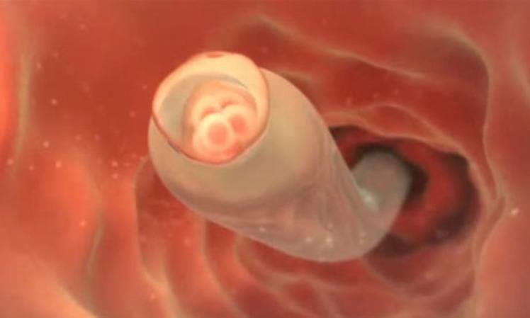 女性怀孕有多难?3D模拟全过程,看完...