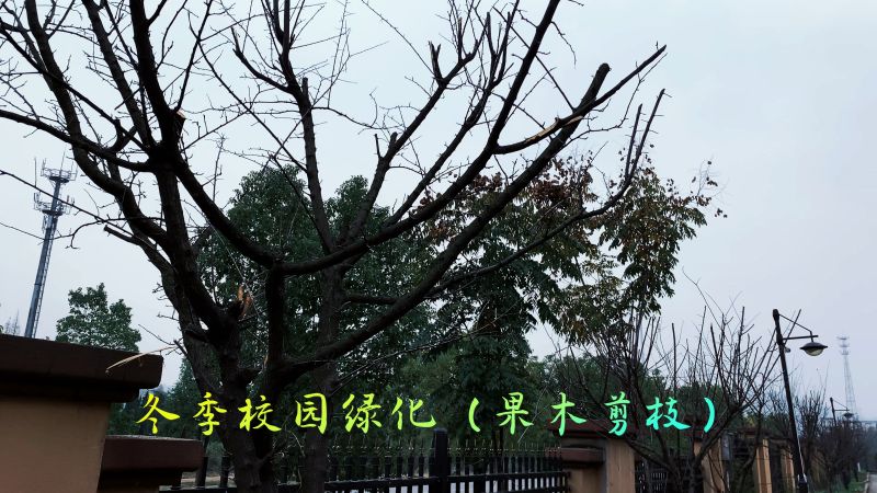 龙山湖小学“农耕文化”实践活动,冬季校园绿化,果木修枝剪杈