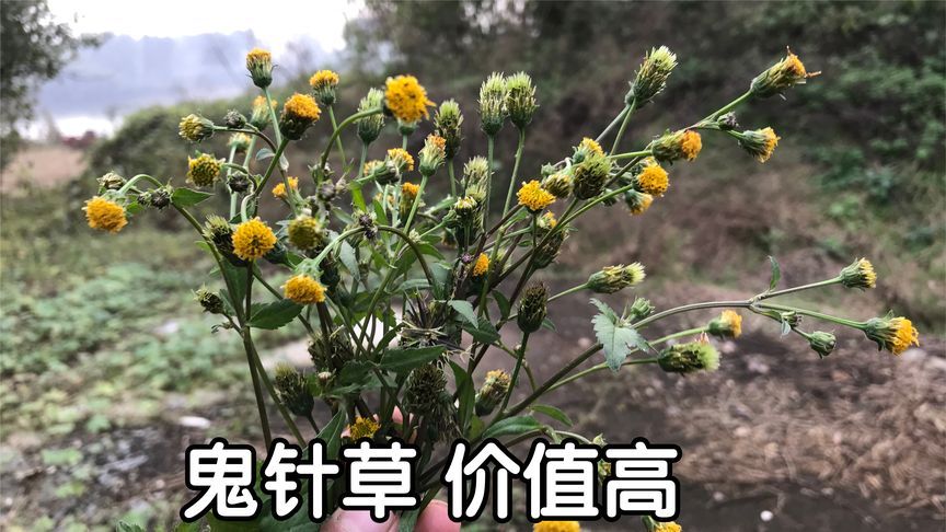 鬼针草不是"草",煮水价值高,农民抢着摘,到底有啥好?