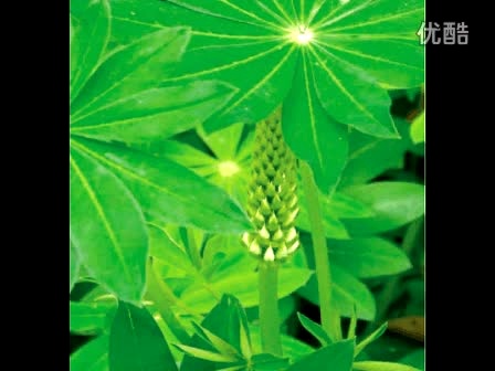 扫描仪HSAP700使用简介