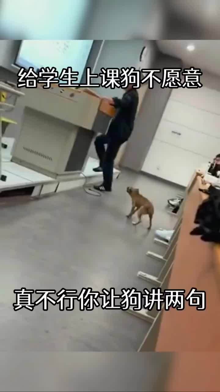 给学生上课狗不愿意了,真不行你让狗讲两句