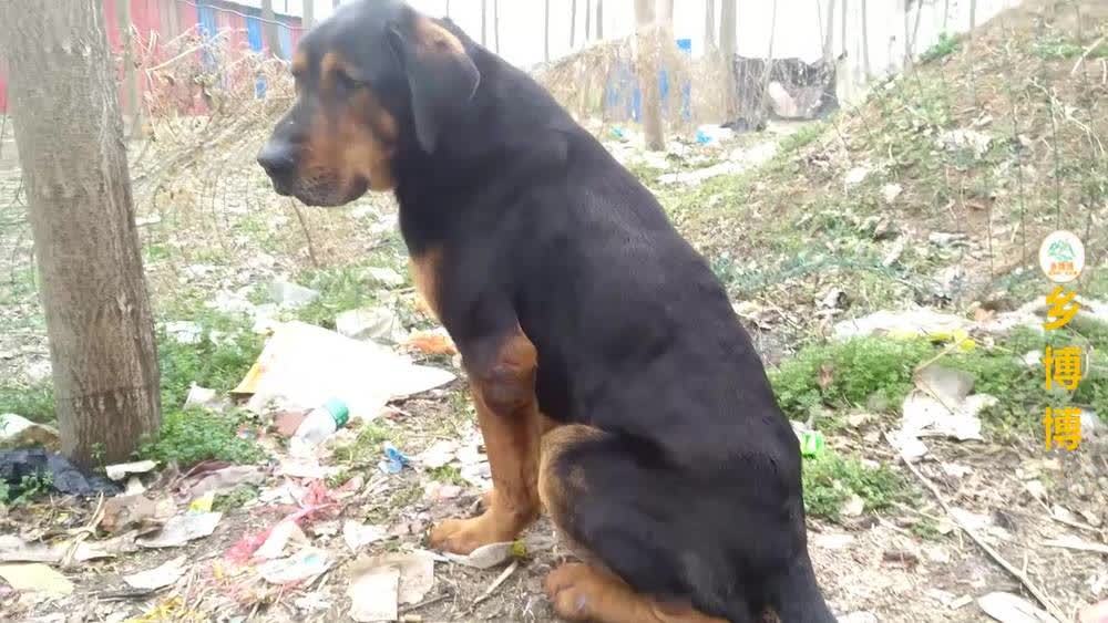 农村狗市景象,小伙遇到1只大型犬种,外形霸气,是什么品种?