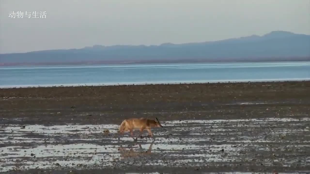 实拍:索诺兰野生动物种类繁多,荒野半岛上的动物自然生活!