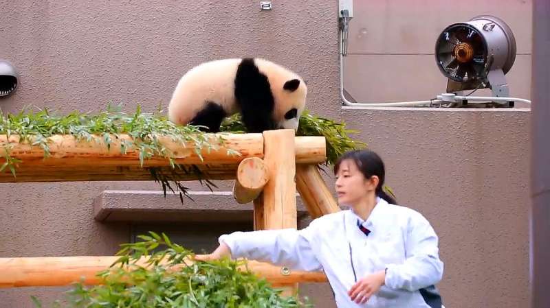 实拍日本动物园里的熊猫,看看熊猫在日本过得好不好?