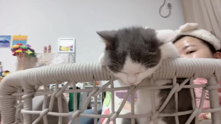 它是不是玩的太累了,不然怎么站着睡着了#偷拍睡觉的猫