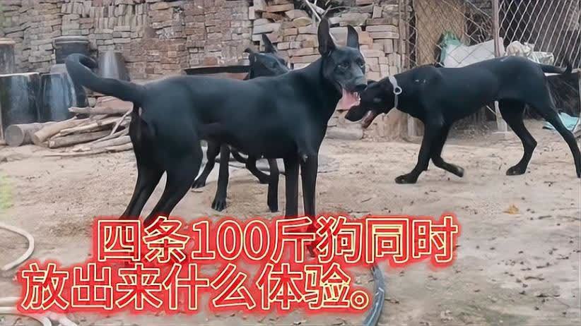 四条100斤黑狼犬同时放出笼子什么体验,会不会打架?让我们...