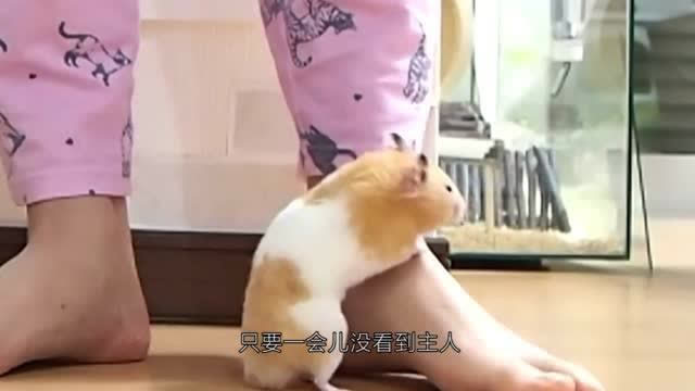 一只超黏人仓鼠,喜欢钻进女主人的裤腿里,简直拿它没办法