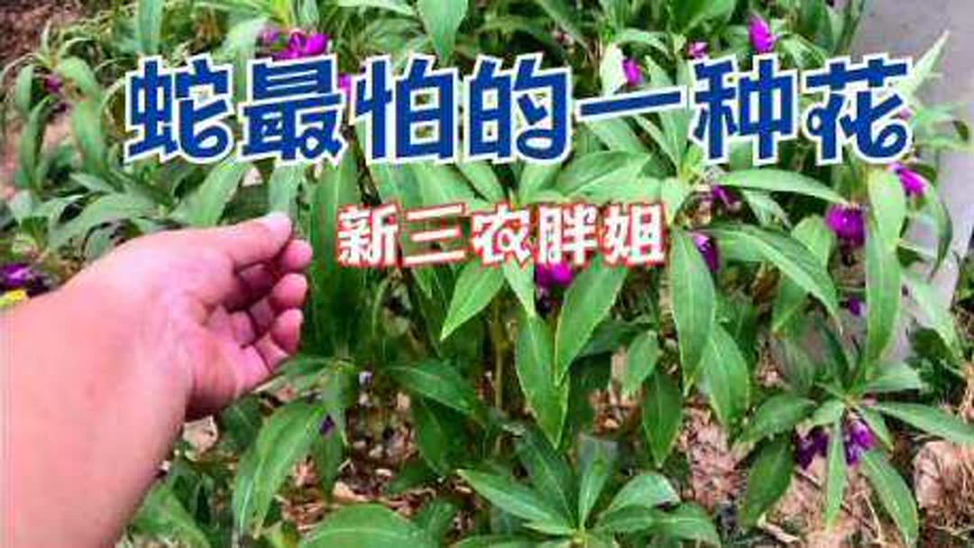 农村最常见的指甲花,浑身都是宝,随视频了解都有什么神奇的作用