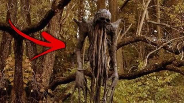 在森林中发现的神秘生物,难道这些神秘生物都躲到森林中去了吗?