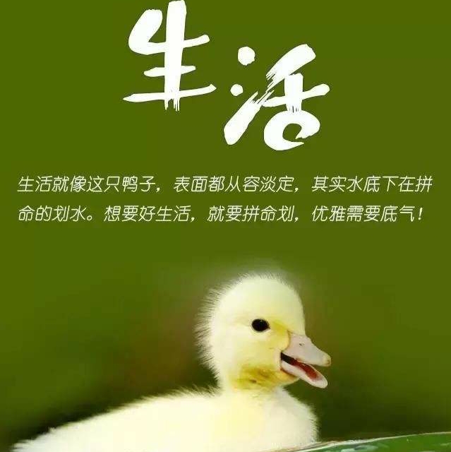 芳芳大家庭生活记 