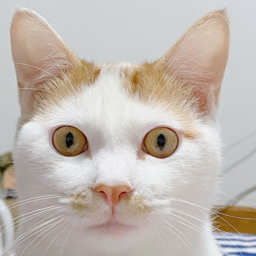 狂野花胡椒 