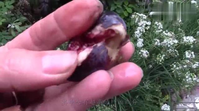 无花果泡水喝的功效,降低血脂、健脾消食、还能延缓衰老