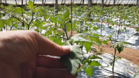 这番茄长的咋样?番茄高产种植,这个时期管理很关键