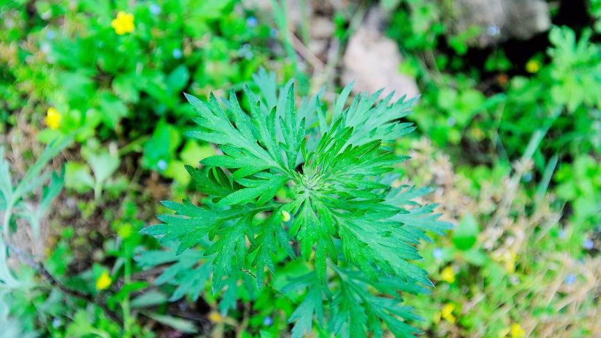 艾蒿有哪些功效?艾蒿和青蒿要如何区分?