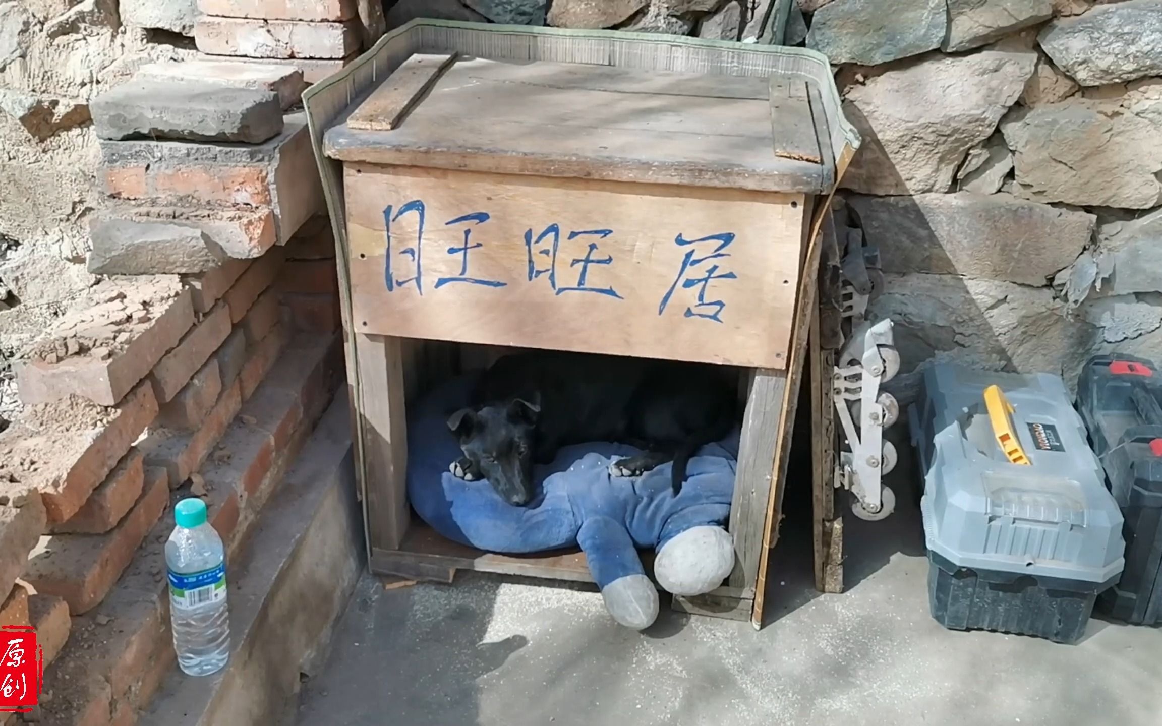 旺旺居工程竣工啦,给狗狗做了个窝窝,狗狗很满意