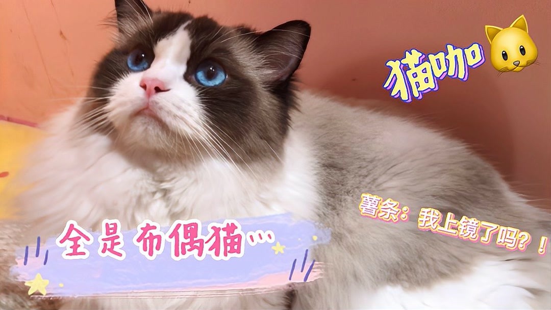 满城尽是布偶猫,看看都有哪些品种