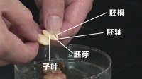 贝壳网——初中理化生实验精品课 第8集 观察种子的结构