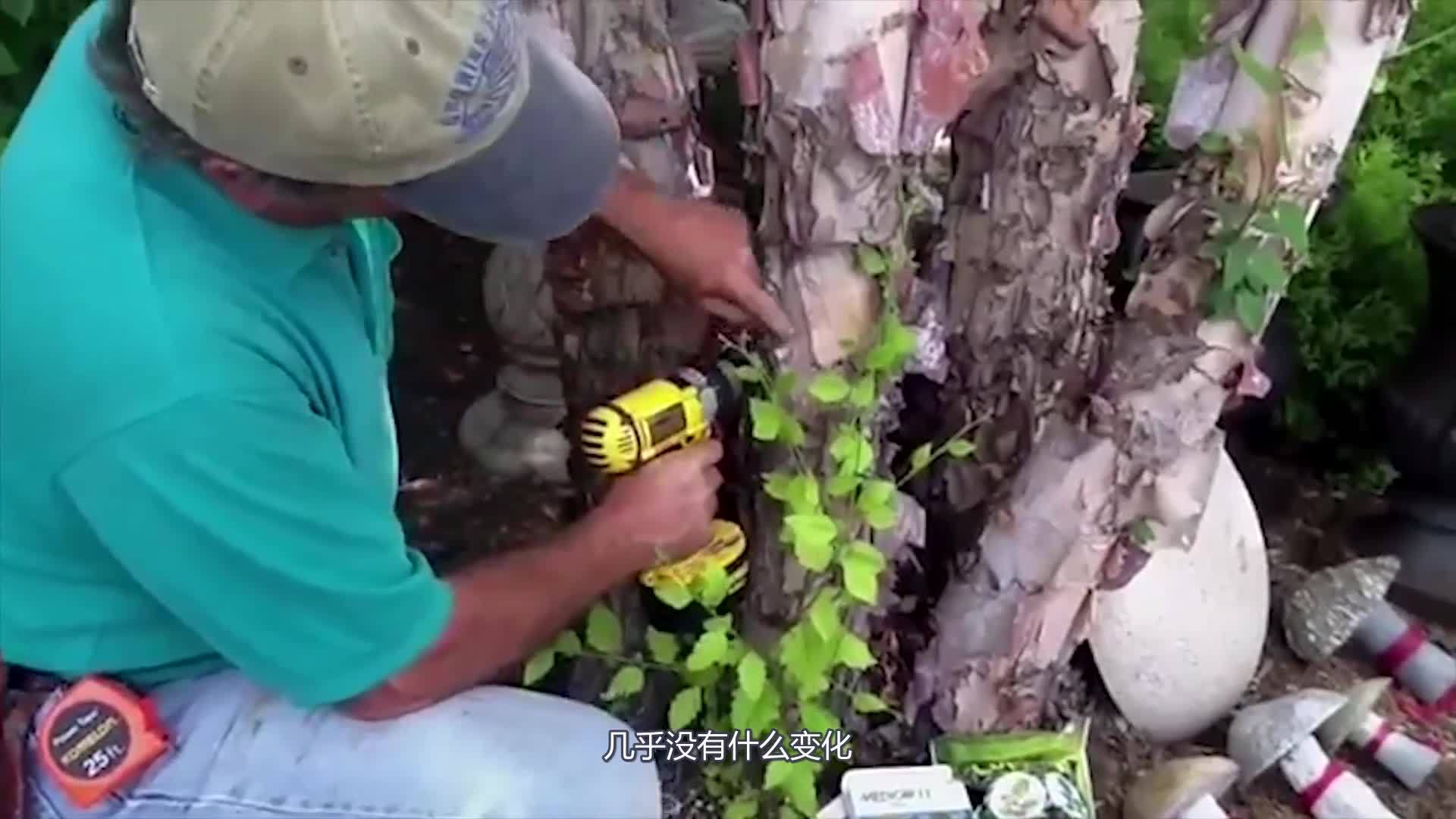 世界上最硬的树,竟比钢铁还要硬上一倍,常被当作金属的代替品