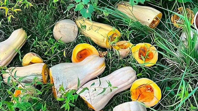 满满的一推车!武汉老人偷南瓜现场照片曝光 村干部回应更奇葩