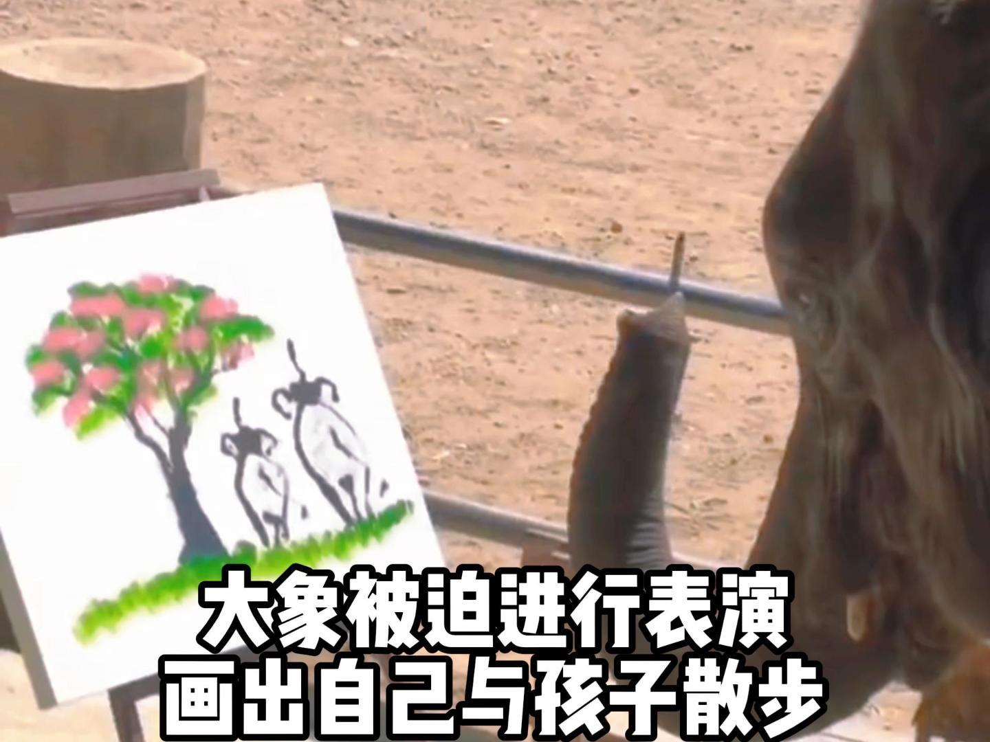 大象表演的背后是什么?拒绝动物表演从你我做起