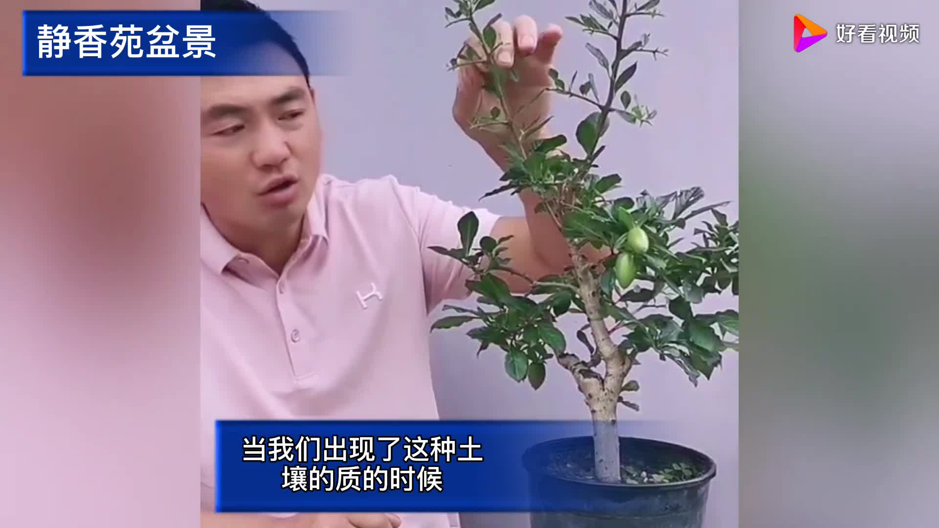 老鸦柿盆景的养护技巧与管理经验分享,盆景小知识了解一下!