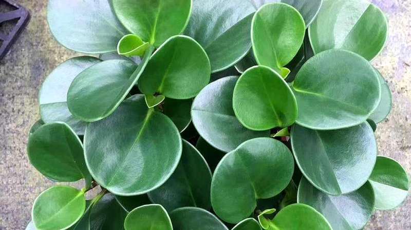 如何养护盆栽花卉碧玉,才能叶片油亮,赏心夺目!