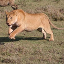 二狗子带你看动物 