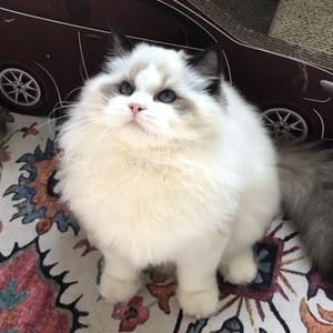 猫叔说保险 