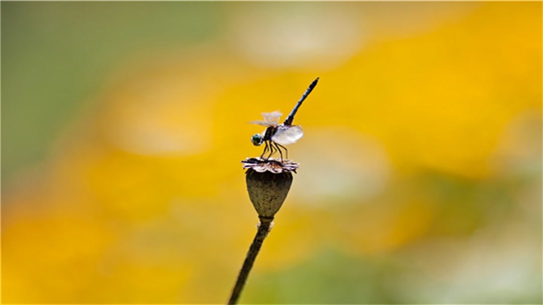 初级中级银行从业资格考試课件云百度