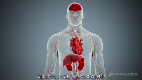 致命病毒感染过程,微观3d演示,知己知彼,百战不殆!