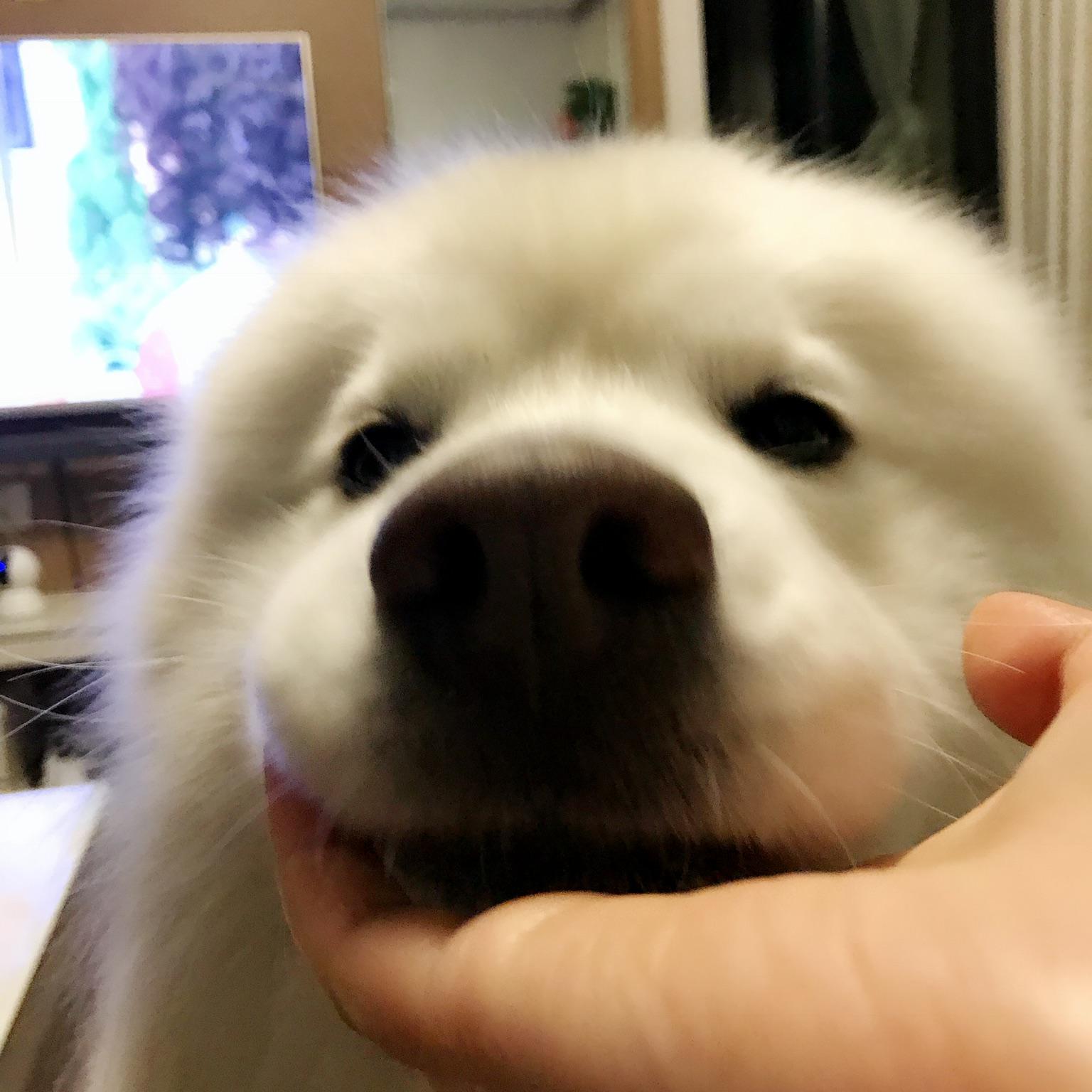 贺小米要养龙猫 