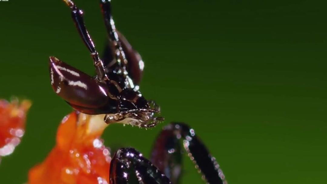 大自然太神奇了,看镜头记录下的蚂蚁,好奇妙