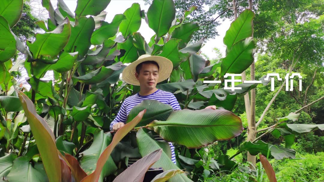 邻居返乡种植像“美人蕉”样的植物,根淀粉15元1斤,每年都在涨