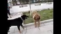 藏獒VS土狗 最凶残的打架 藏獒被活活咬死