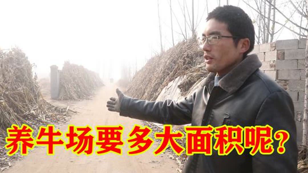 养牛场需要多少占地面积?听听专业养牛人怎么说的,受益无穷