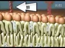 生物膜的流动镶嵌模型