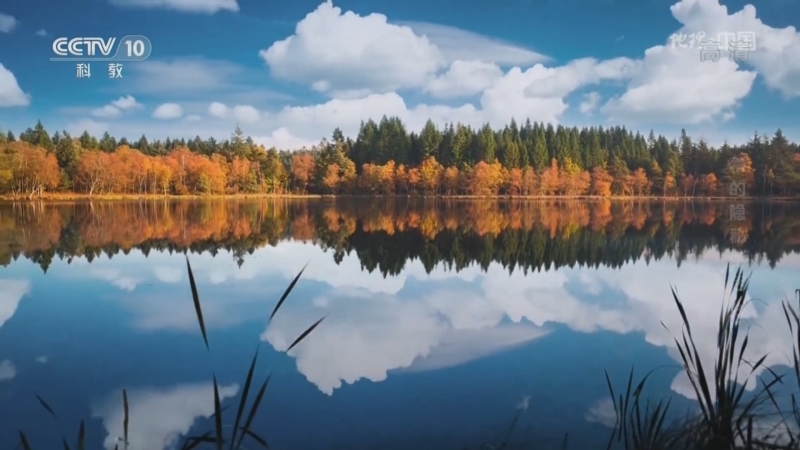 [地理·中国]与一般的树木在秋冬季节落叶不同 樟树的落叶期集中在春季