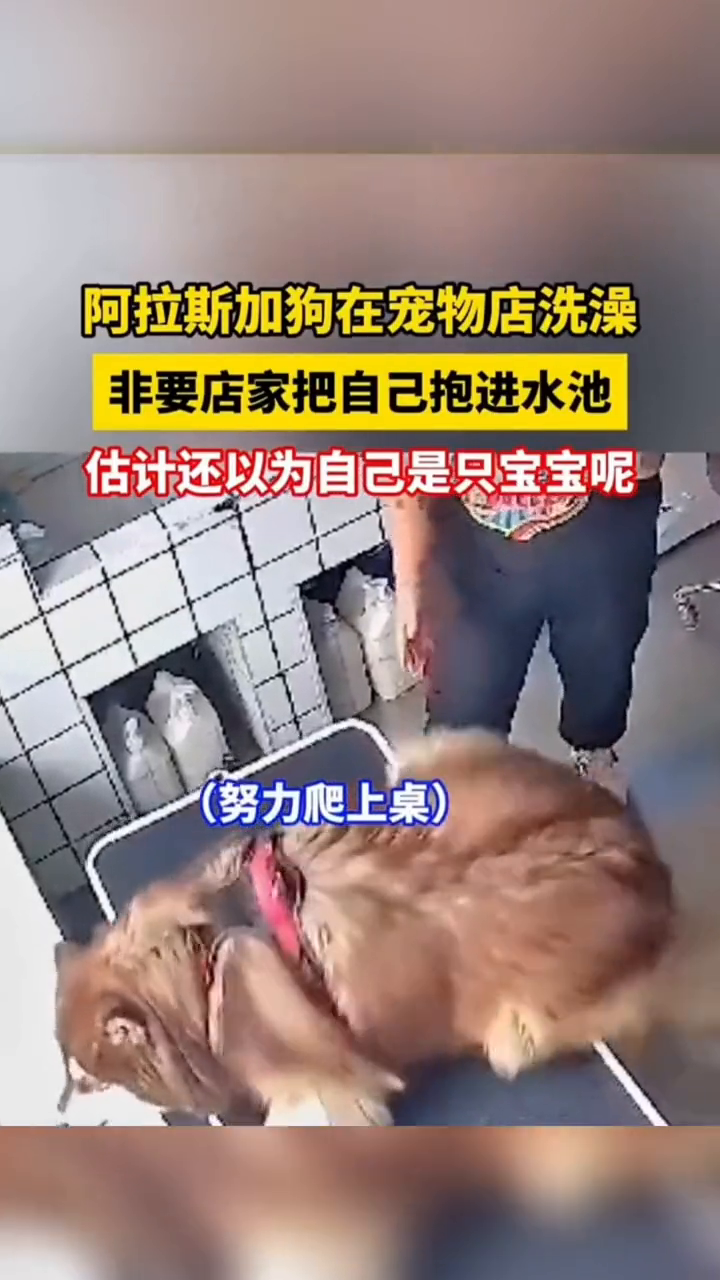 狗狗在宠物店洗澡,非要店家把自己抱进水池