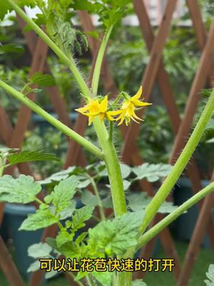 番茄开花喷点它,开花结果用车拉种植小技巧