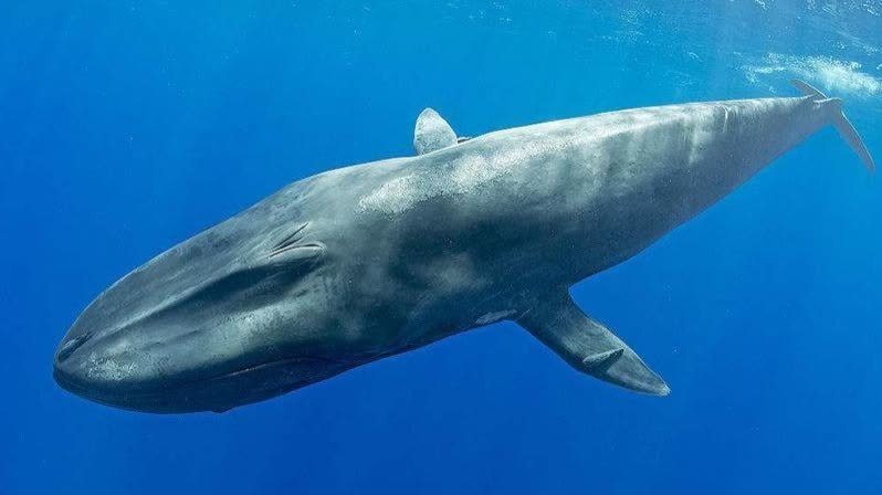 3D还原,有史以来已知最大的海洋动物排名,太涨知识