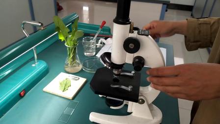 实验四观察叶片结构