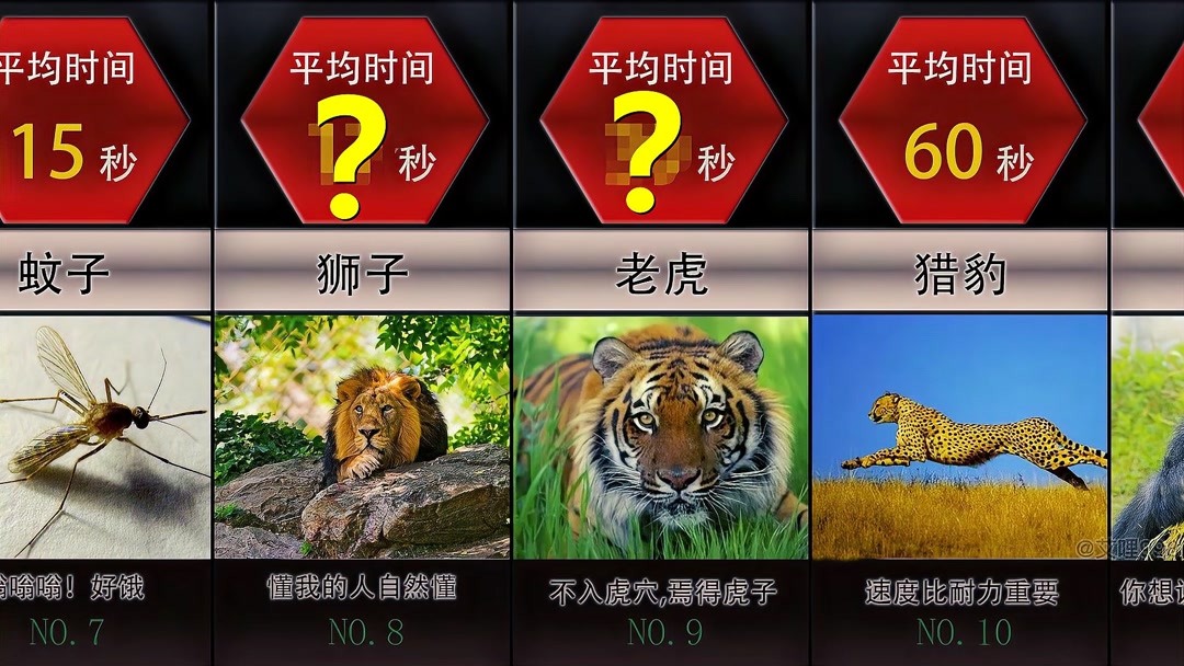 动物交配时间排名,第一名好尴尬 【动态数据】【数据可视化】