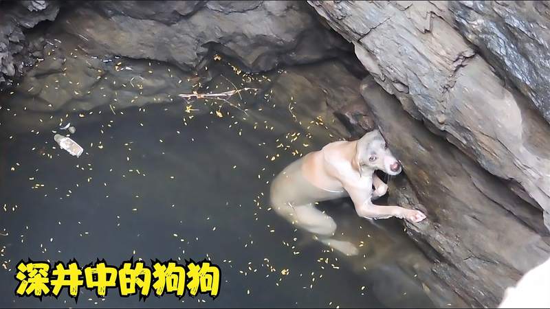 狗狗坠入深井,无助的眼神让人心疼,救援人员冒险下井救出