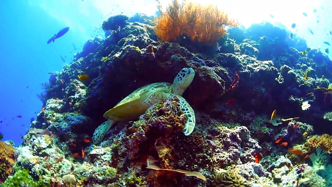 潜行天下:海底的污染太过严重,严重危害了动物们的生存!