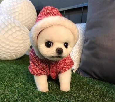 张俊秀f6 