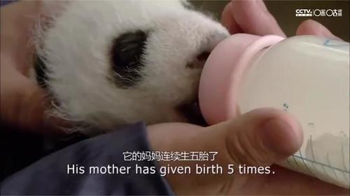 纪录片《熊猫总动员》讲述熊猫宝宝的成长.