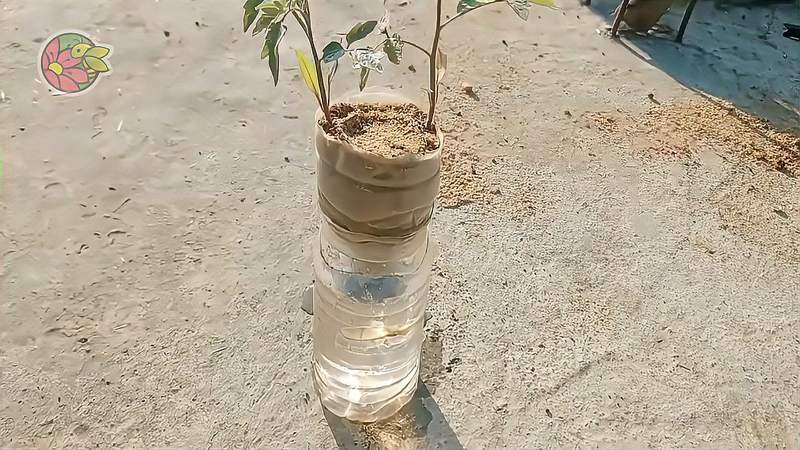 番茄无土栽培技术哈